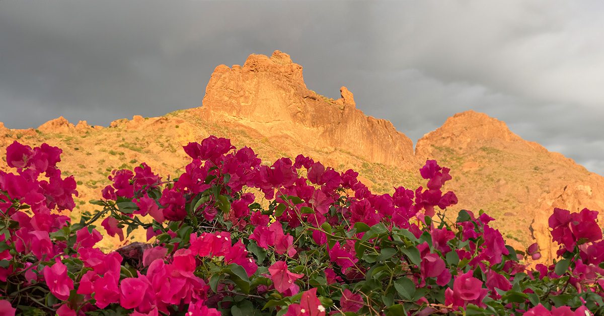 Julie Pace Received the 2023 Outstanding Service Award from ASA of ...