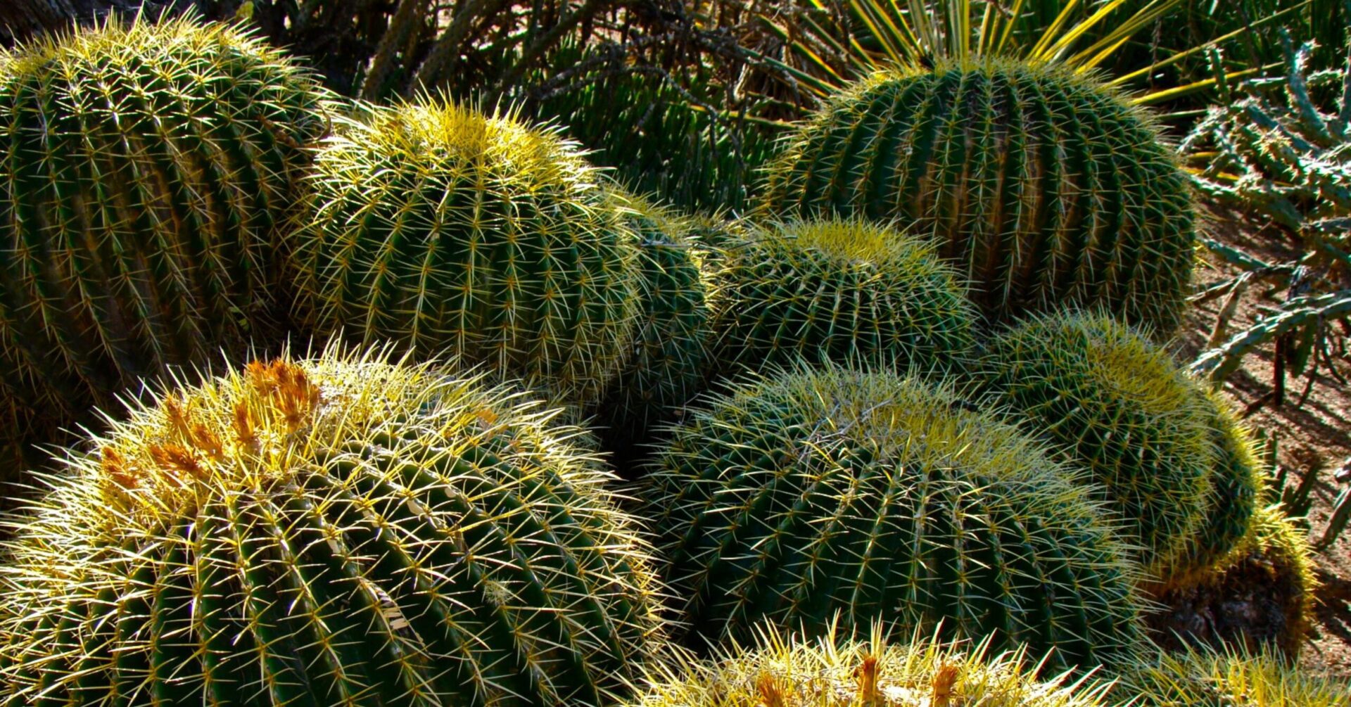 Julie Pace keynote speaker at 2024 CFMA Southwest Conference - PSGM Law